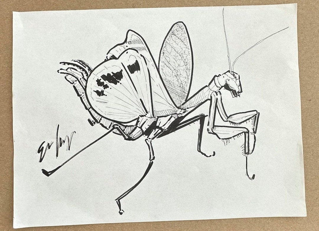 ORIGINAL BUG ART. Grasshopper Ink Drawing by Emma Kenyon - Etsy