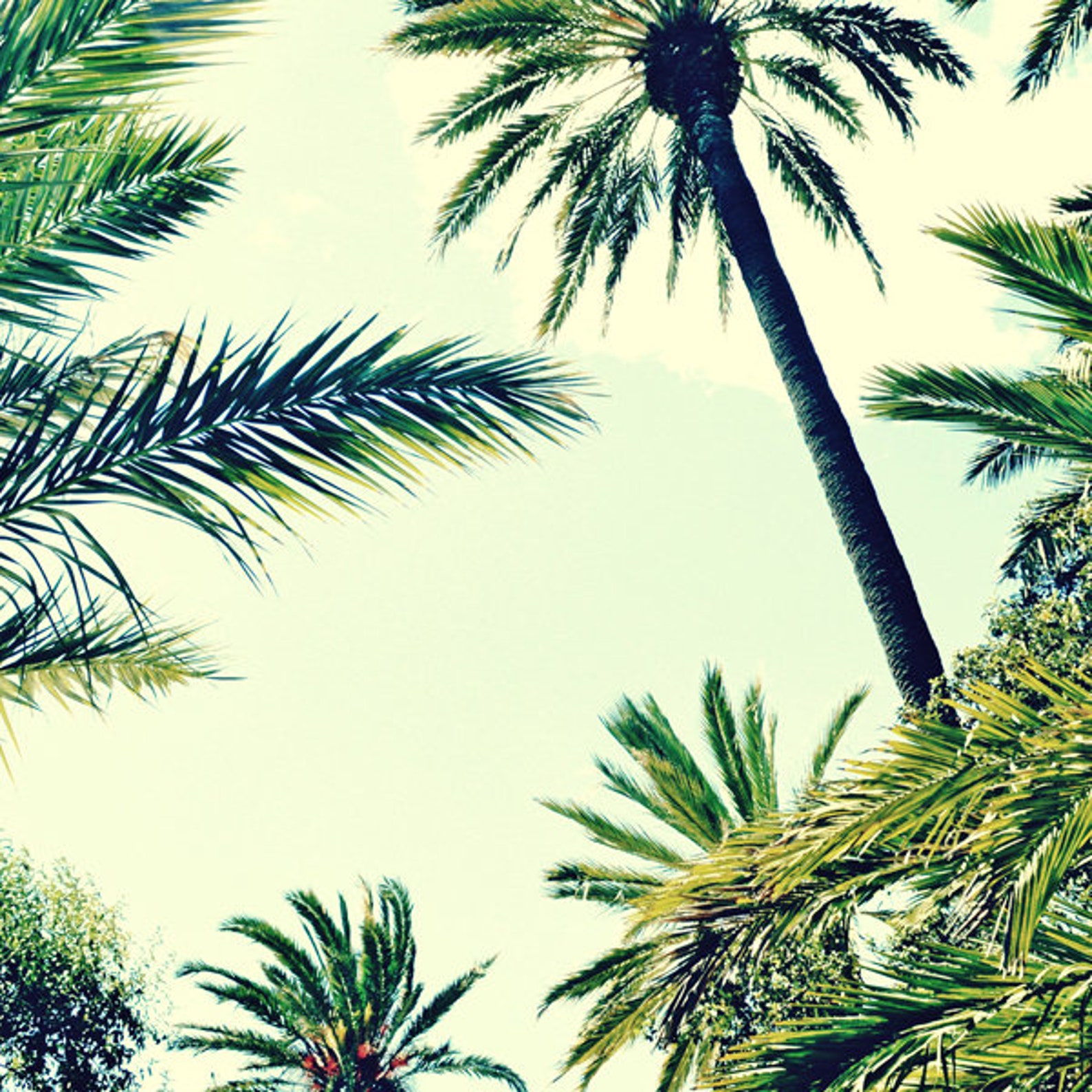 Palm Trees Poster Palm Leaf Tropical Poster Palm Tree - Etsy