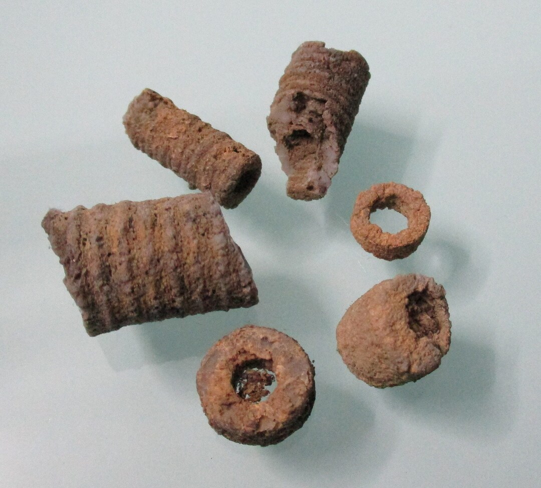 6 - Thumbnail-sized Crinoid Stem Fossils 8795x - Etsy