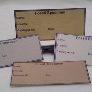 50 - Assorted Fossil Identification Labels 436x - Etsy