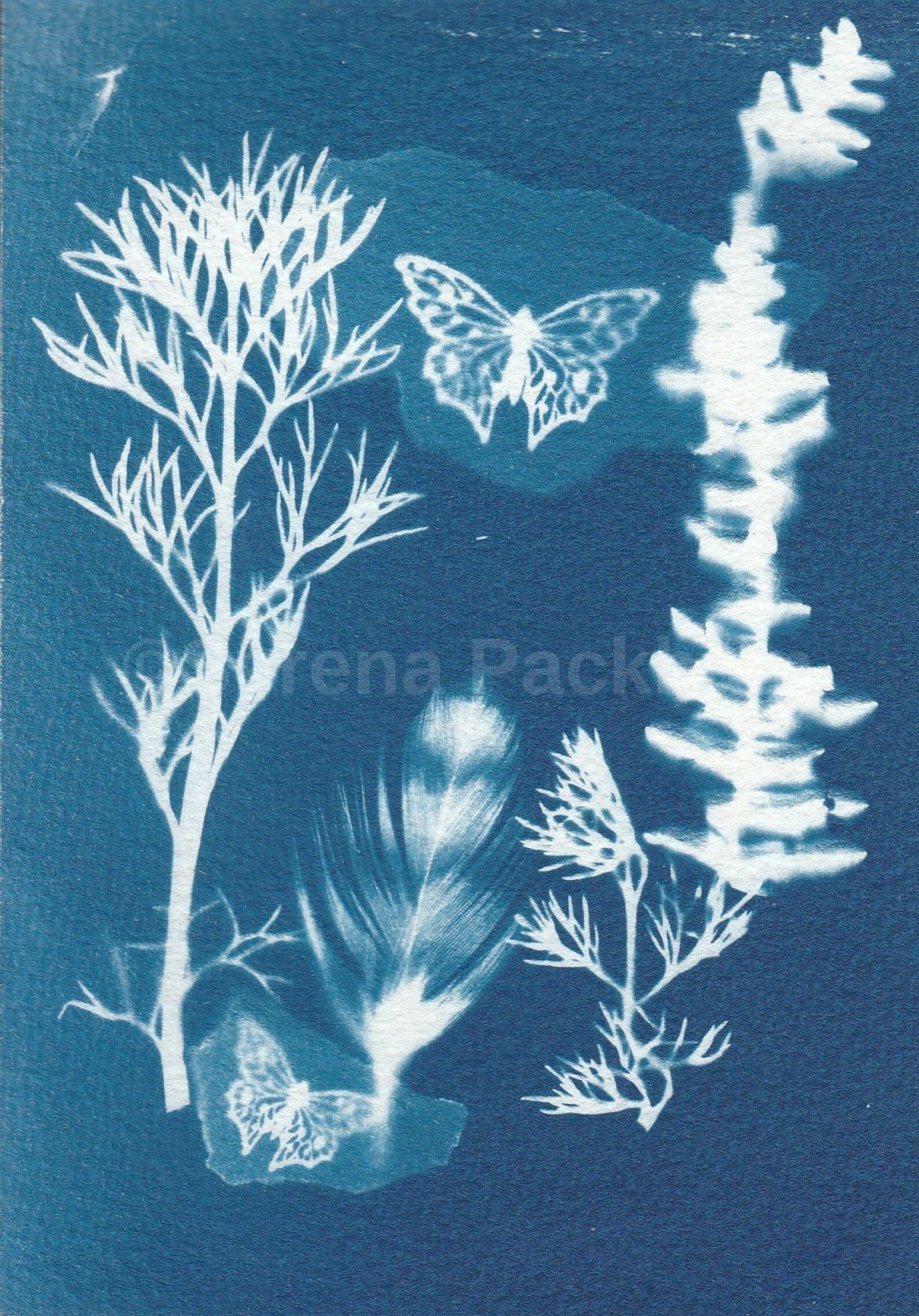 Contemporary Cyanotype Print - Etsy