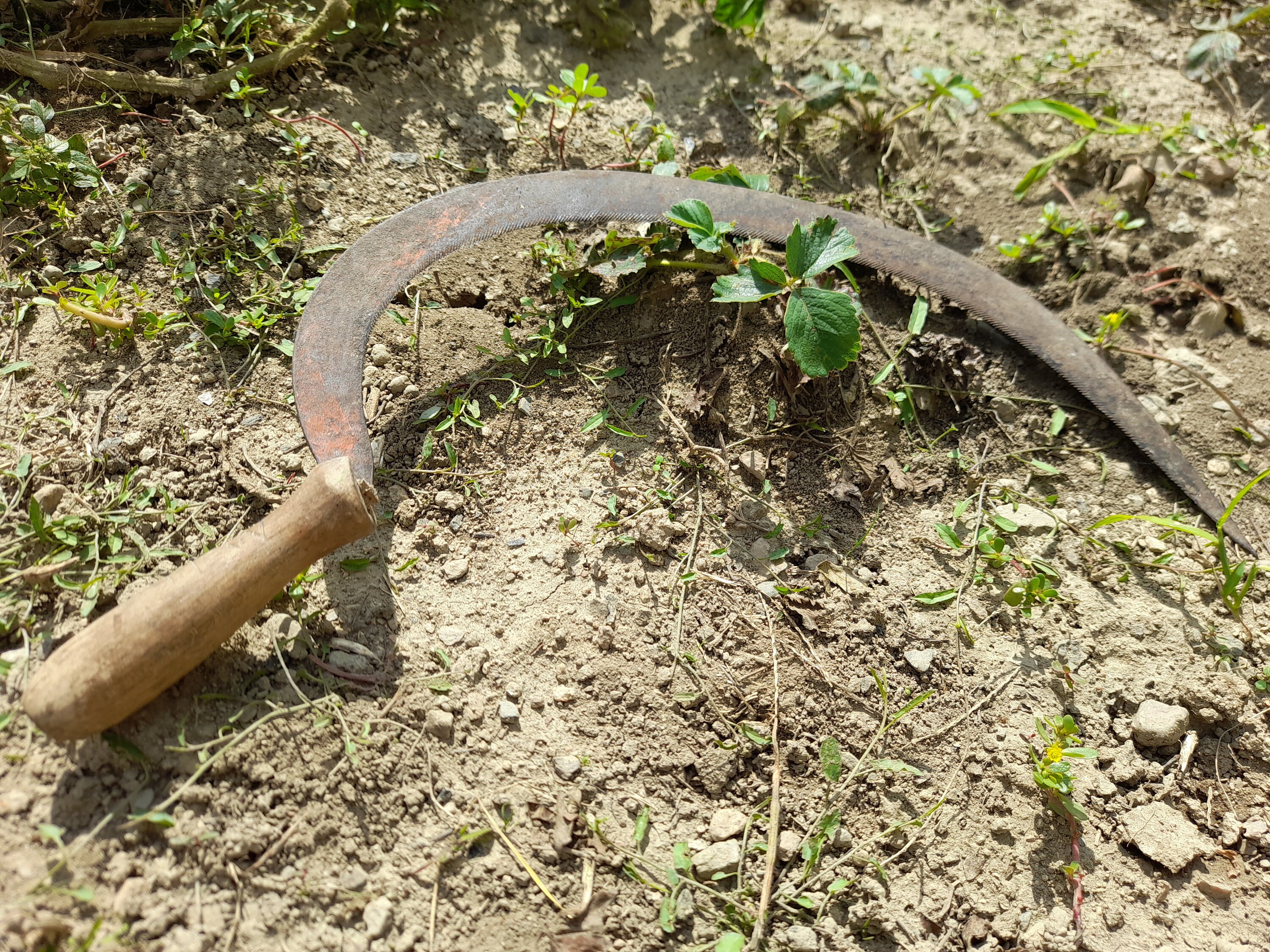 Antique Sickle / Primitive Cutter Wood Handle / Rustic Sickle - Etsy