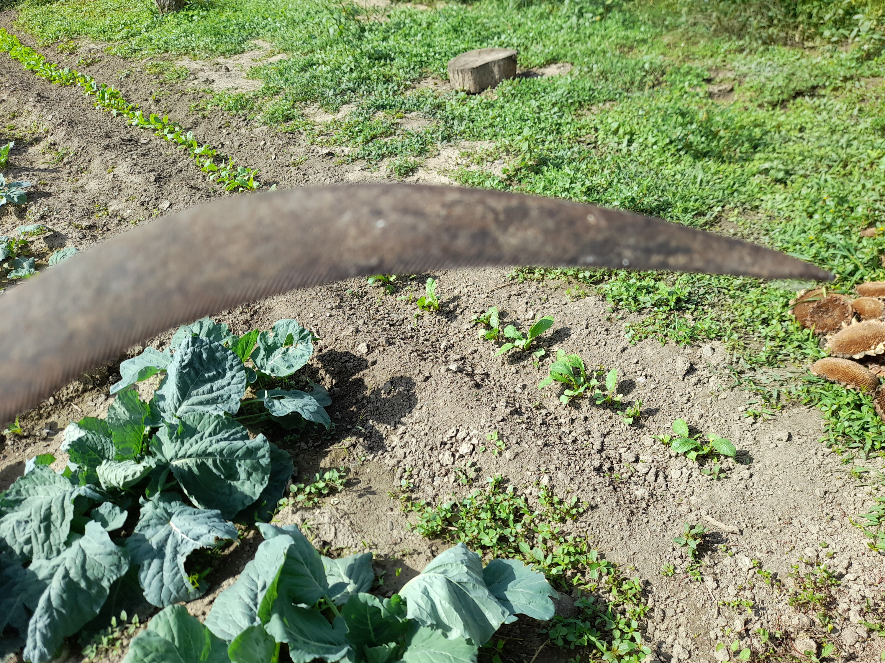 Antique Sickle / Primitive Cutter Wood Handle / Rustic Sickle - Etsy