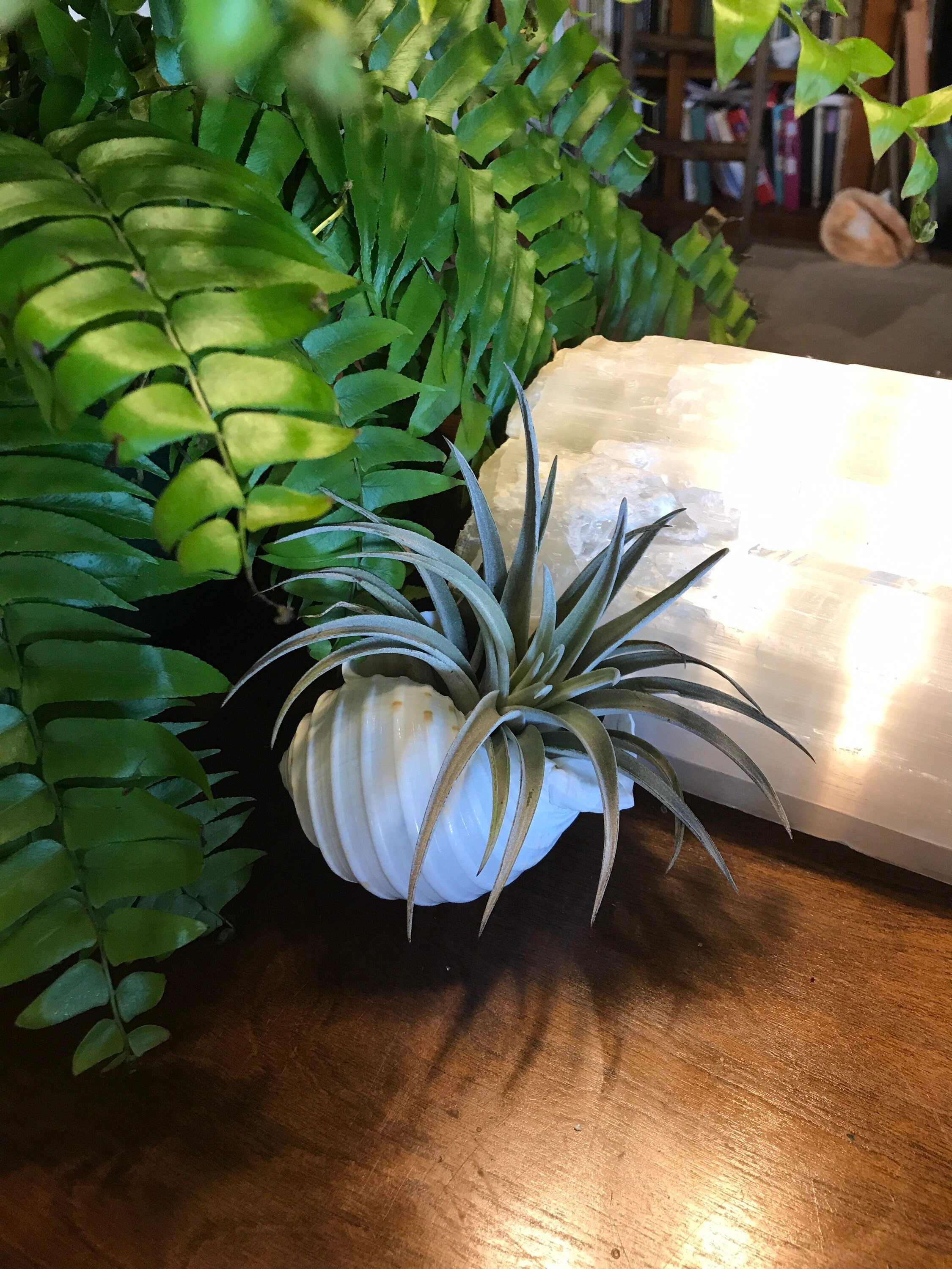 Gran planta de aire & concha marina // Decoración de la casa costera ...