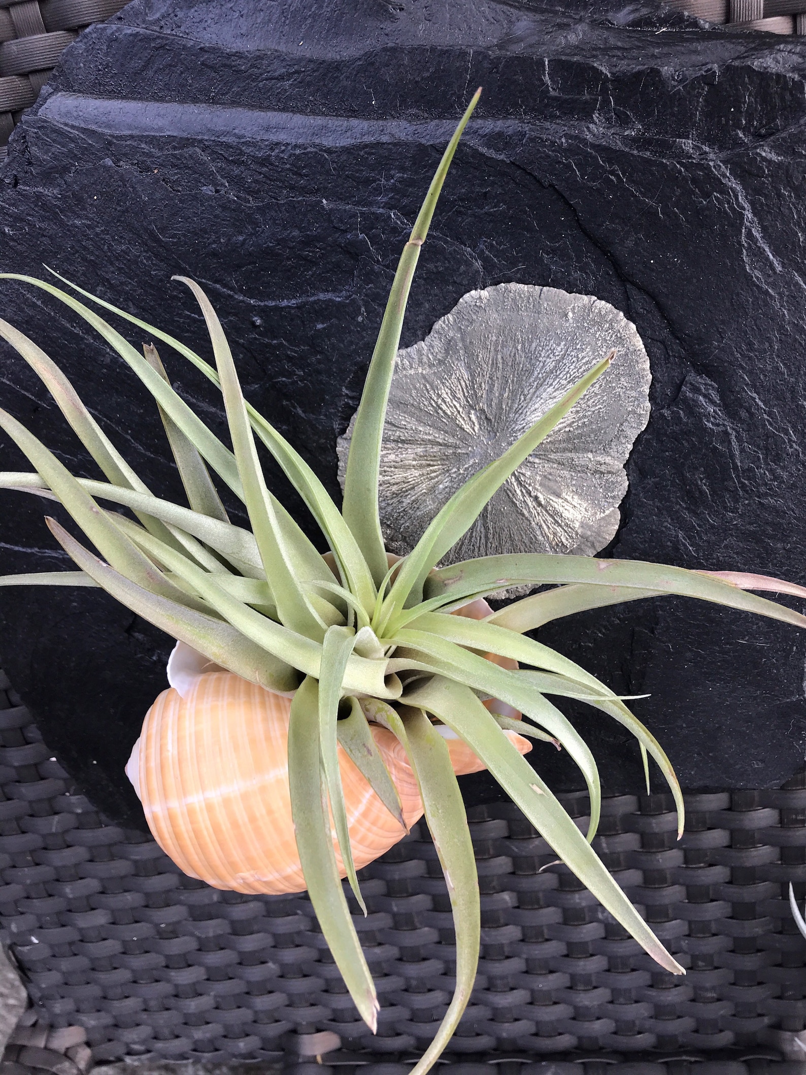 Gran planta de aire & concha marina // Decoración de la casa costera ...