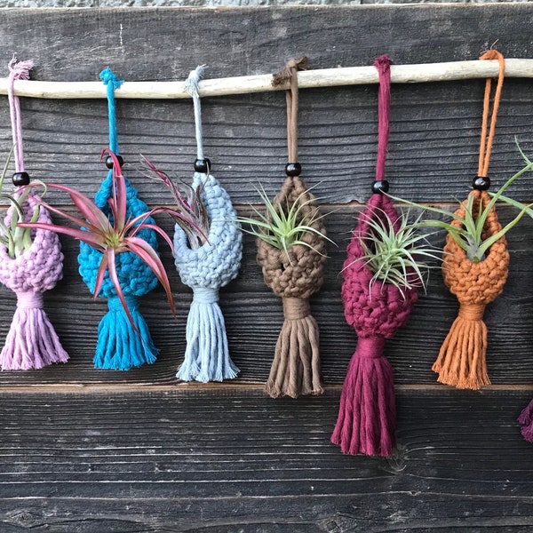 Air Plant Pods - Etsy