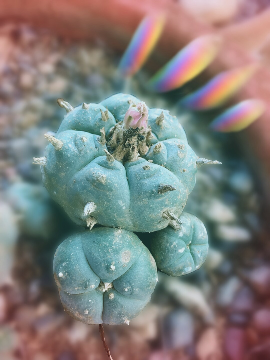 Peyote Cactus Flower Essence - Etsy
