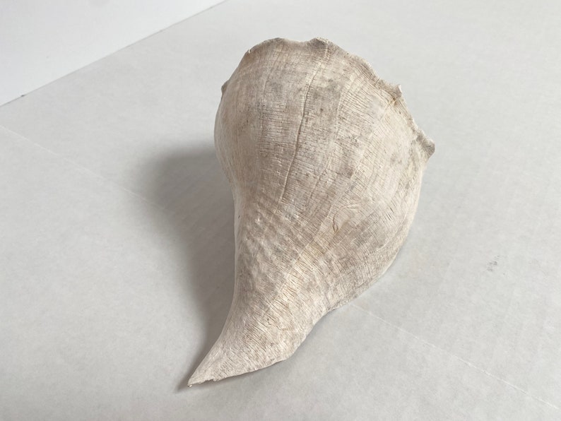 White Lightning Whelk Shell 8 Inch - Etsy