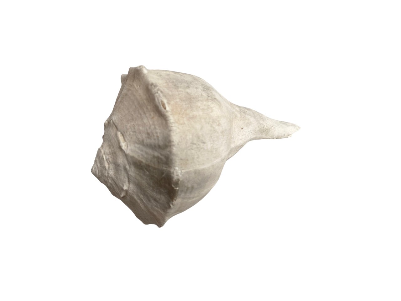 White Lightning Whelk Shell 8 Inch - Etsy