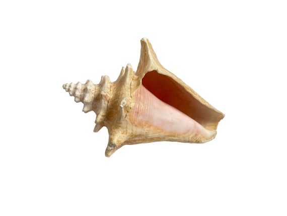 What Does The Inside Of A Conch Shell Look Like
