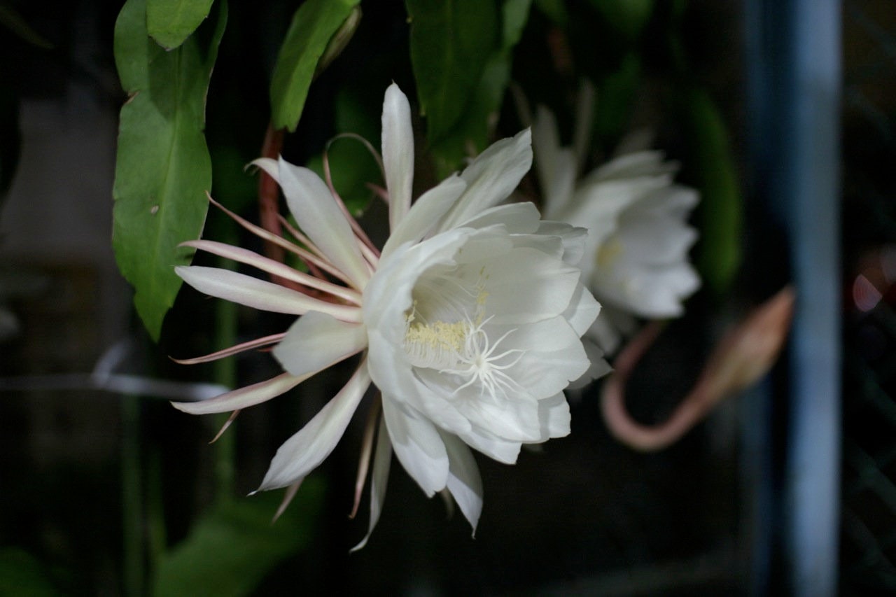 Epiphyllum Oxypetalum Cuttings - Kadupul Flower - Orchid Cactus - Etsy ...