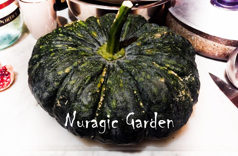 Buy Rizalina Squash 100% Pure Strain No Hybrid RARE Seeds Chestnut ...