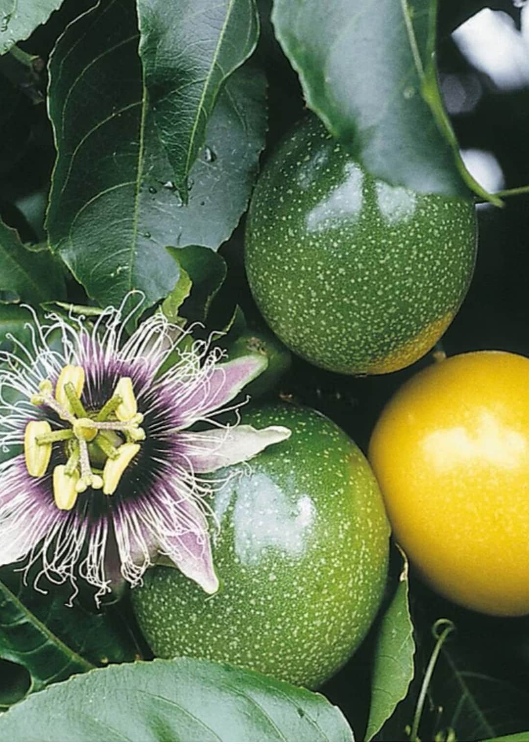 Brazilian Passion Flower Plant Passiflora Edulis Var Flavicarpa Plant ...
