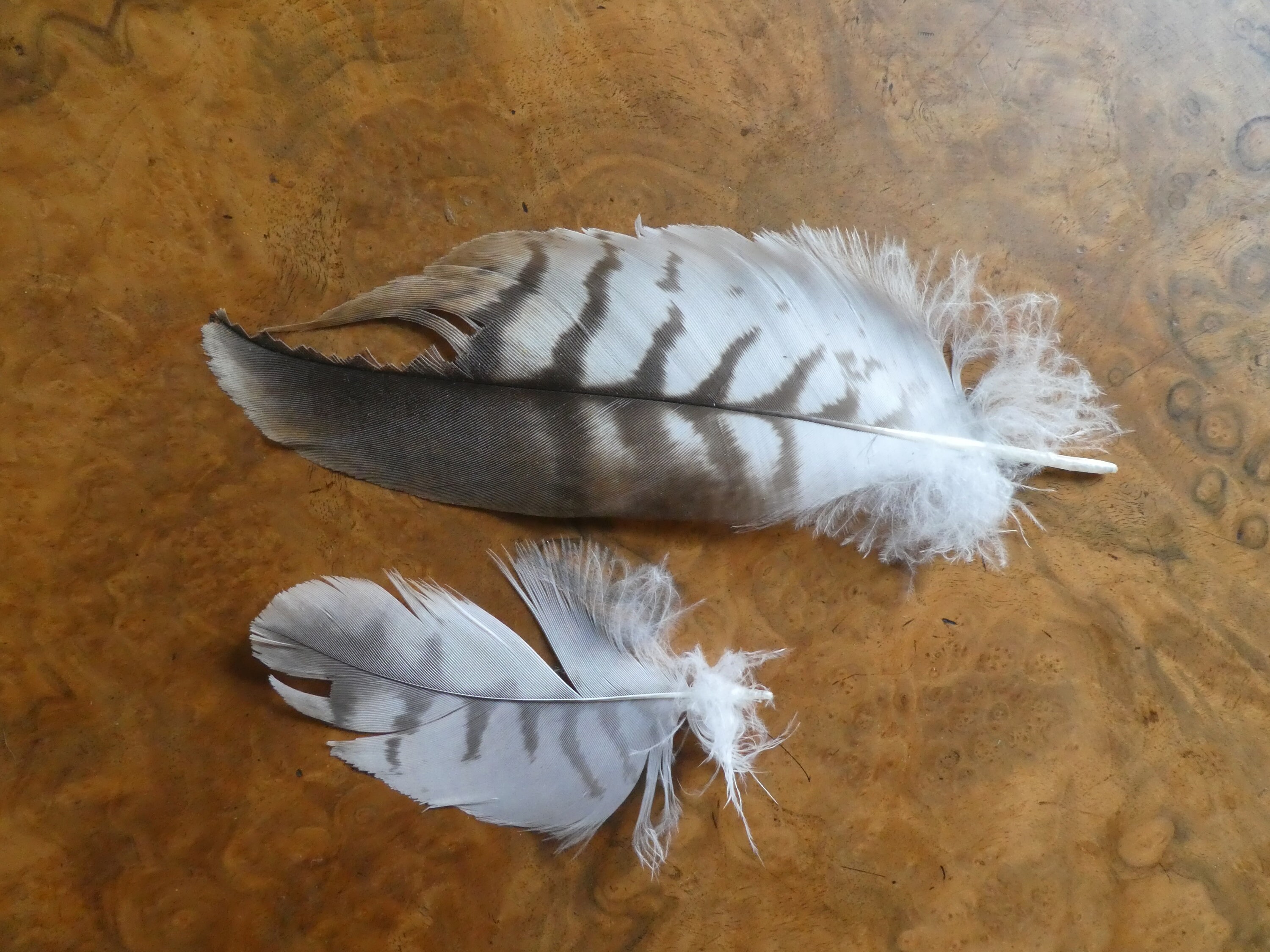 2 X RED KITE FEATHERS Spiritual Magical Insight Courage Talisman Totem ...