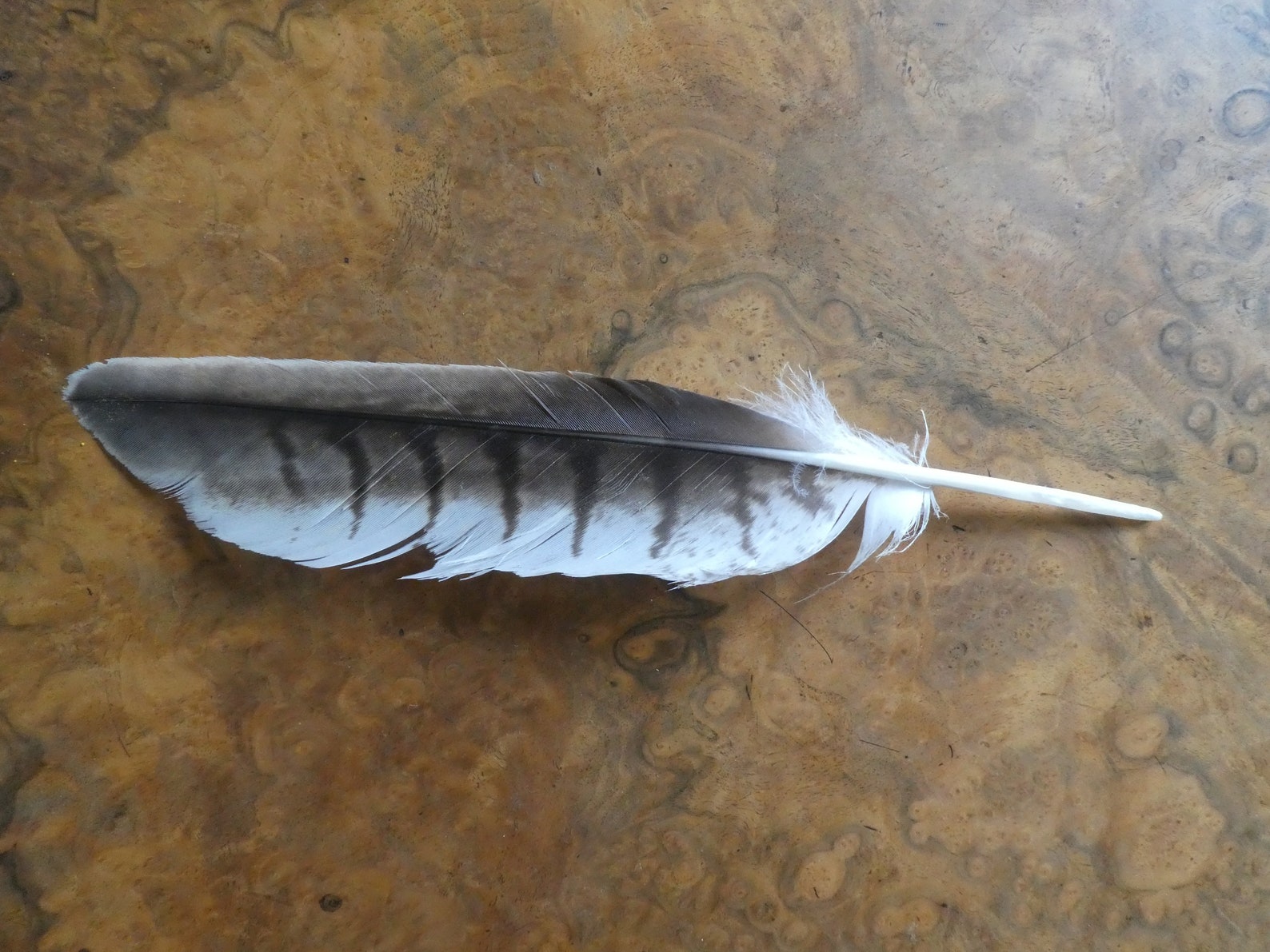 RED KITE FEATHER Spiritual Magical Insight Courage - Etsy