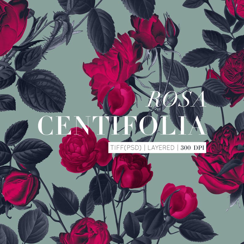 Rosa Centifolia, Exquisite Luxury Rose Seamless Prints & Elements! - Etsy