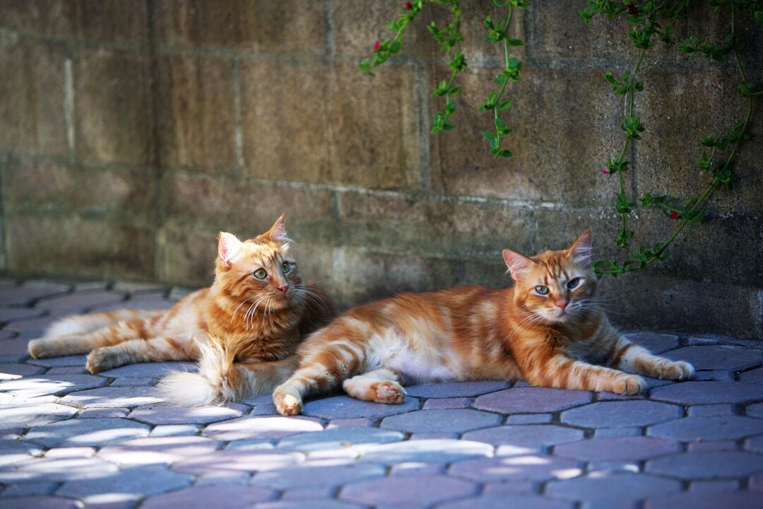 Afternoon Alley – Two Cats in the Sun - Etsy
