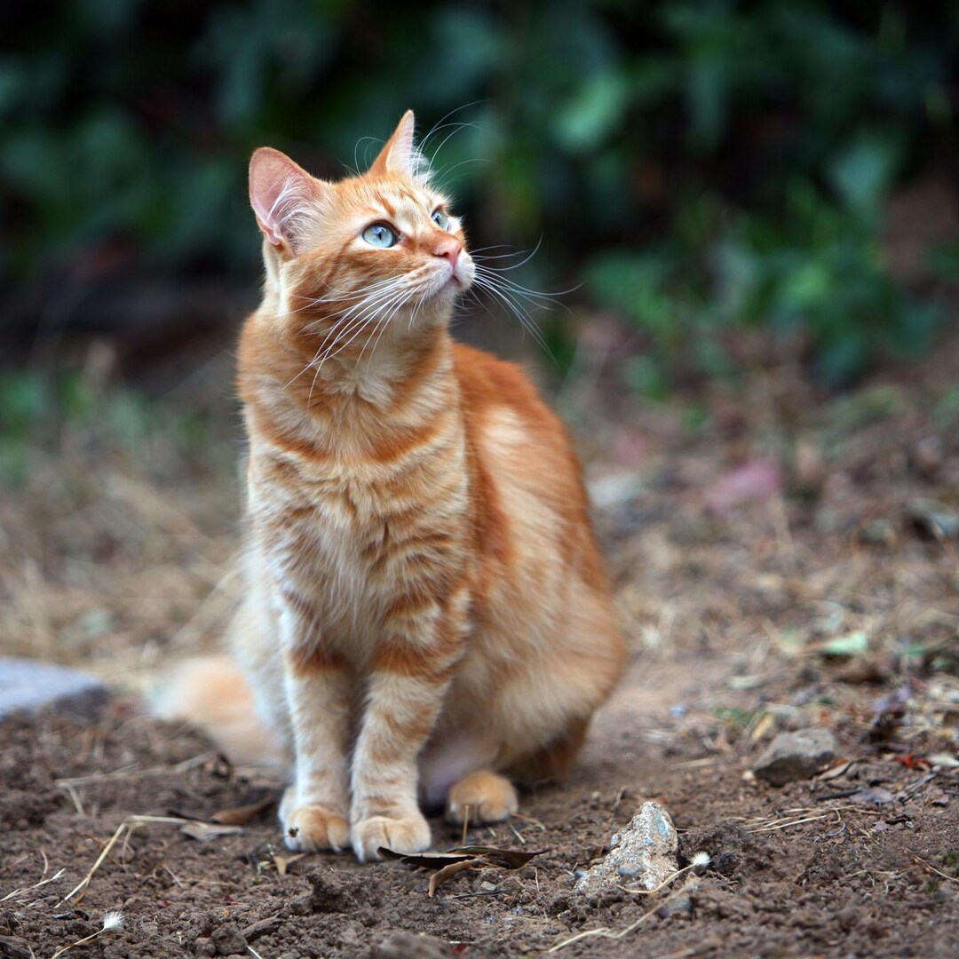 The Listener – Orange Tabby Cat in the Garden - Etsy