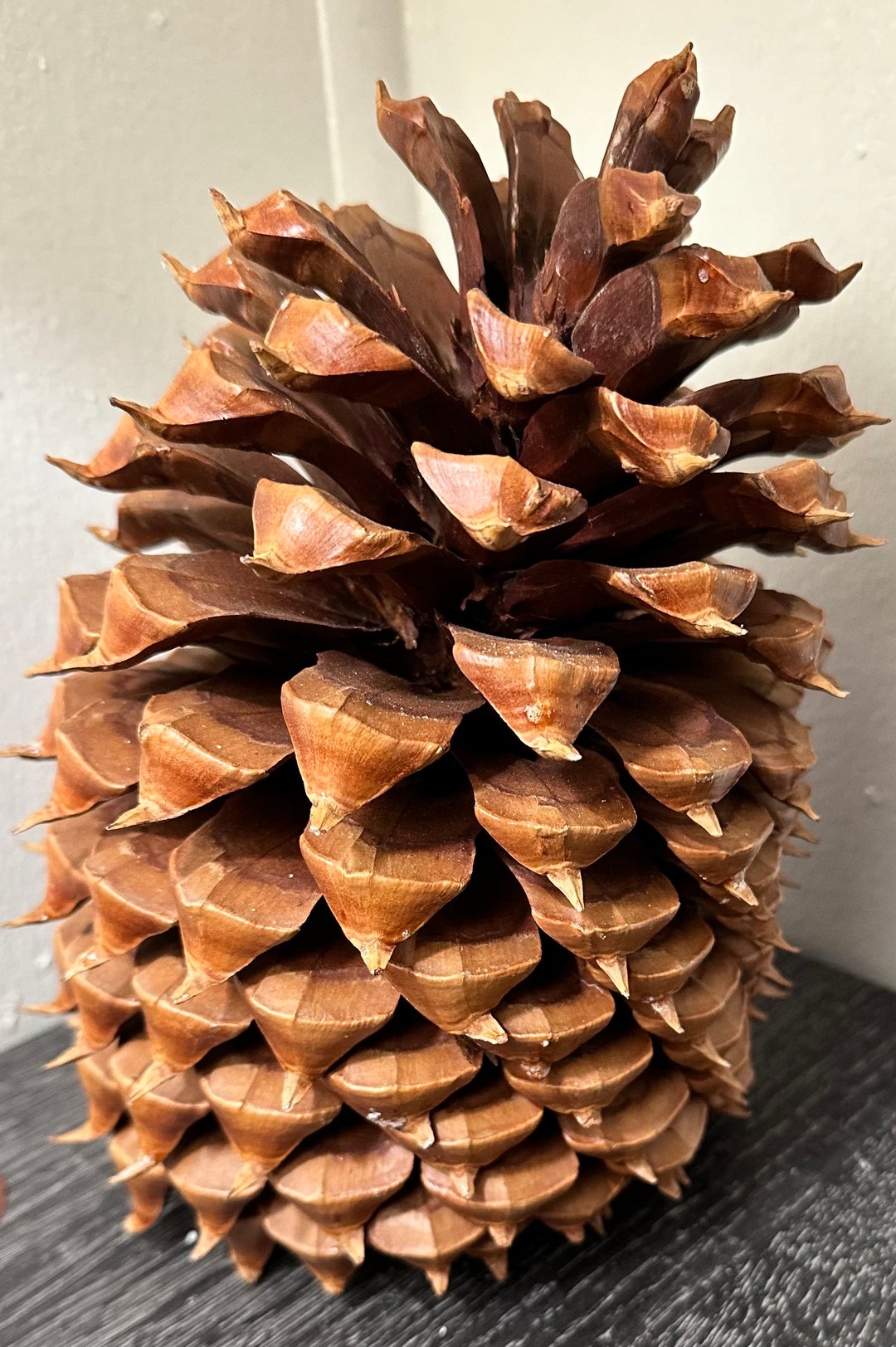 10 X 7 Coulter widowmaker Pine Cone Weighs 2 Lbs. 0.7 Oz. - Etsy