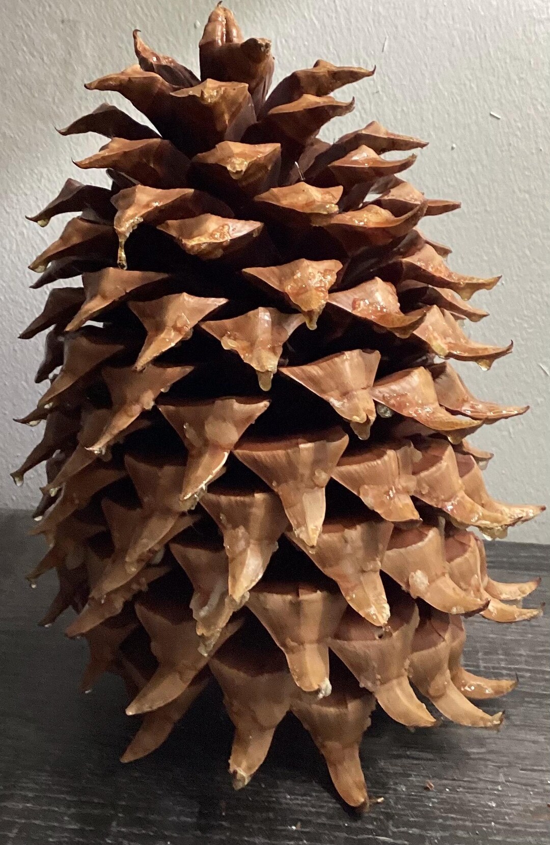 10 X 8 Coulter widowmaker Pine Cone Weighs 2 Lbs. 10.6 Oz. - Etsy