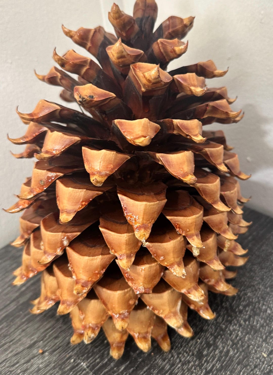 10 X 7 Coulter widowmaker Pine Cone Weighs 2 Lbs. 7.2 Oz. - Etsy