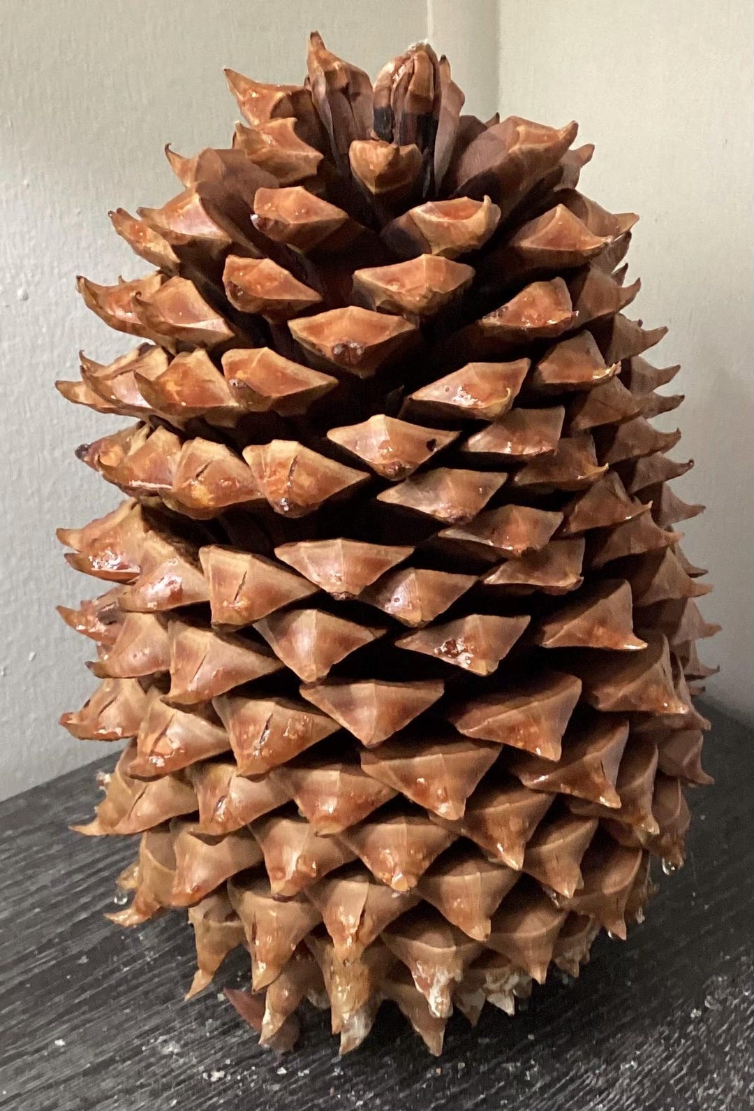 9” X 6”coulter "widowmaker" Pine Cone Weighs 2 Lbs. 11.6 Oz. - Etsy