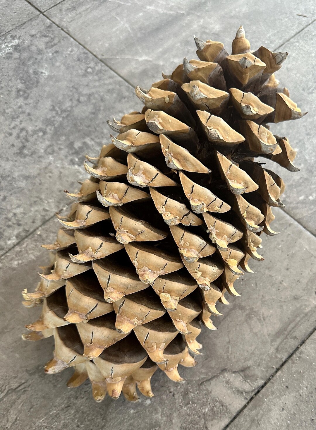 14 X 7coulter widowmaker Pine Cone Weighs 3 Lbs. 7.7 Oz. - Etsy