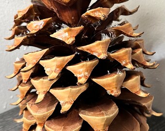 10 X 7 Coulter widowmaker Pine Cone Weighs 2 Lbs. 0.7 Oz. - Etsy