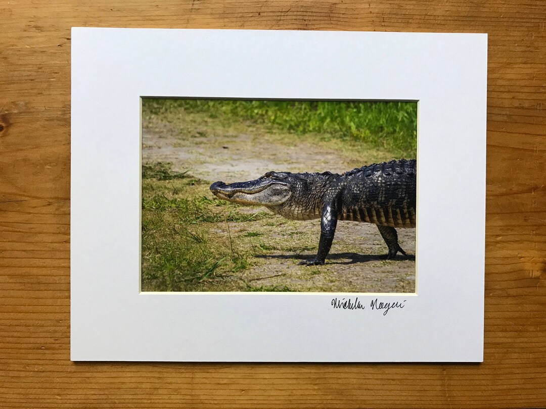 Gator Walk Print on Signed Acid Free Mat Framing Available Wildlife ...