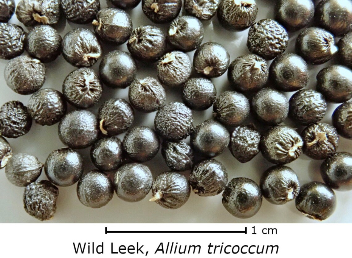 Wild Ramp Seeds | Etsy