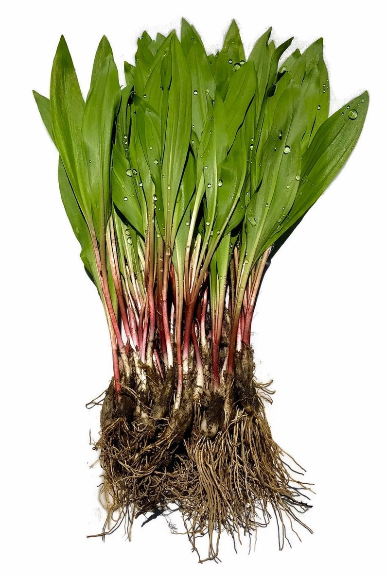 40 FRESH Wild Ramps / Leeks to Cook or Replant Arriving to You May 21st ...