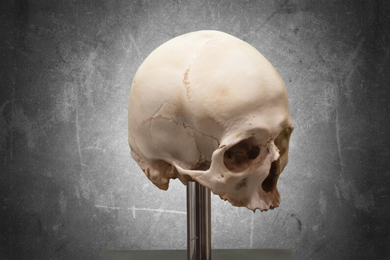 Male Human Skull Replica | Etsy