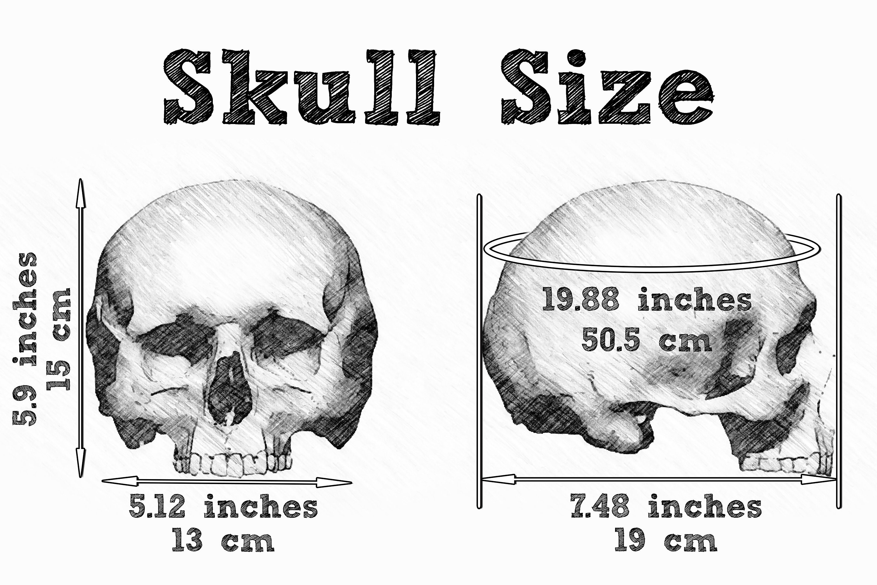 Male Human Skull Replica Full Size 1 1 Natural Weight Without Etsy Male Human Skull Replica Full Size 1 1 Natural Weight Without Etsy