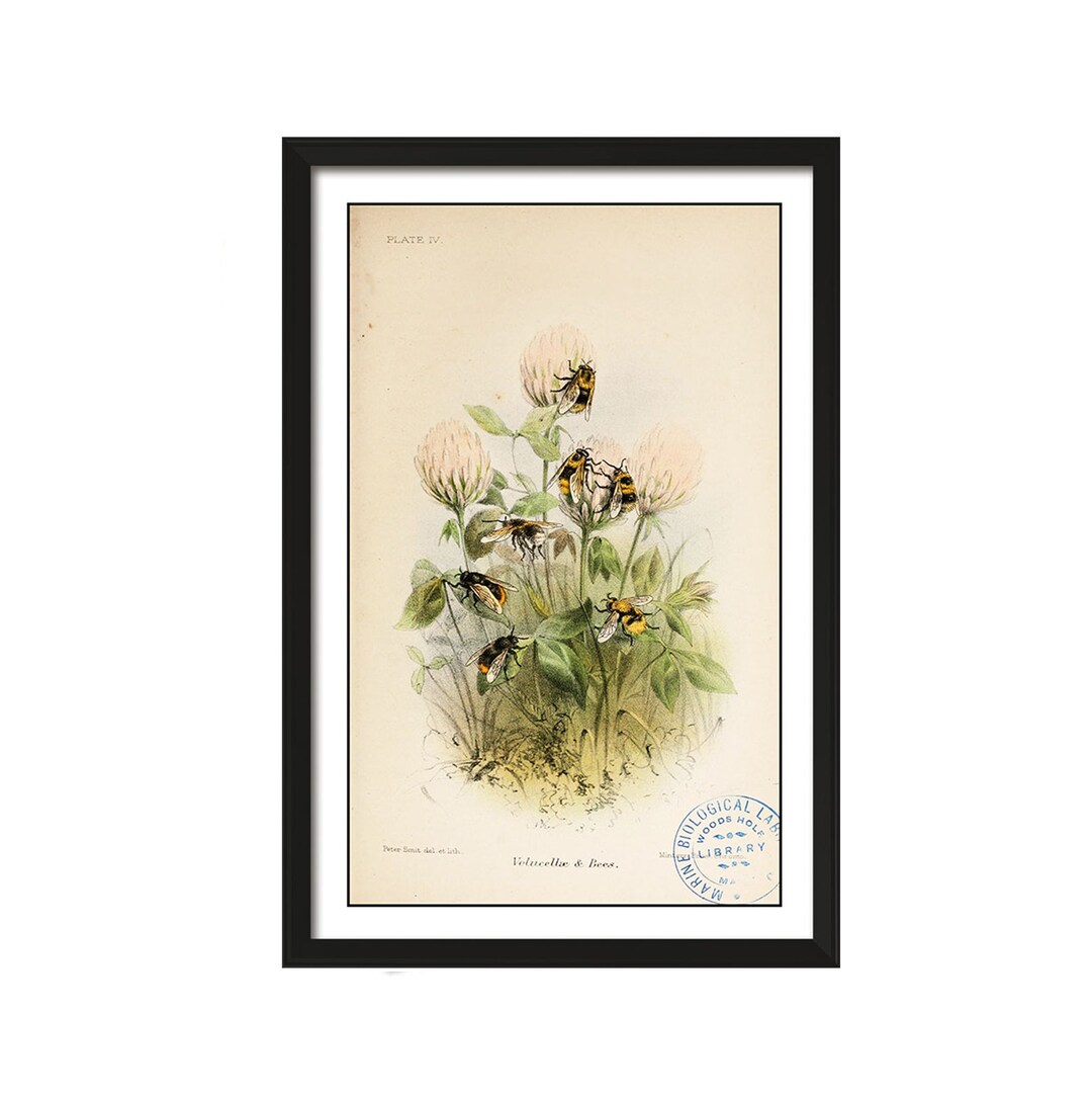 Handmade Floral Botanical Print Pollinating Bees Vintage Botanical Art ...