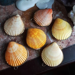 Mermaid Coin Purse/shell Box - Etsy