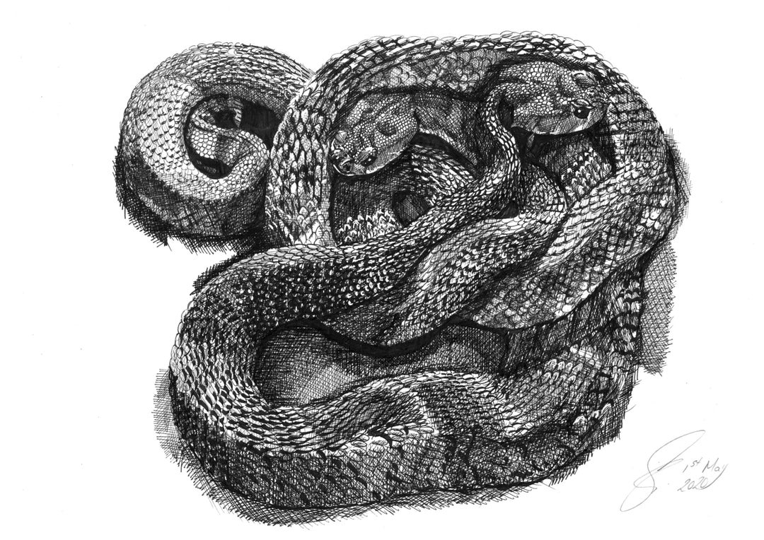 Snake Hug Original Pen and Ink Artwork - Etsy