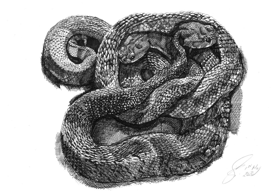 Snake Hug Original Pen and Ink Artwork - Etsy