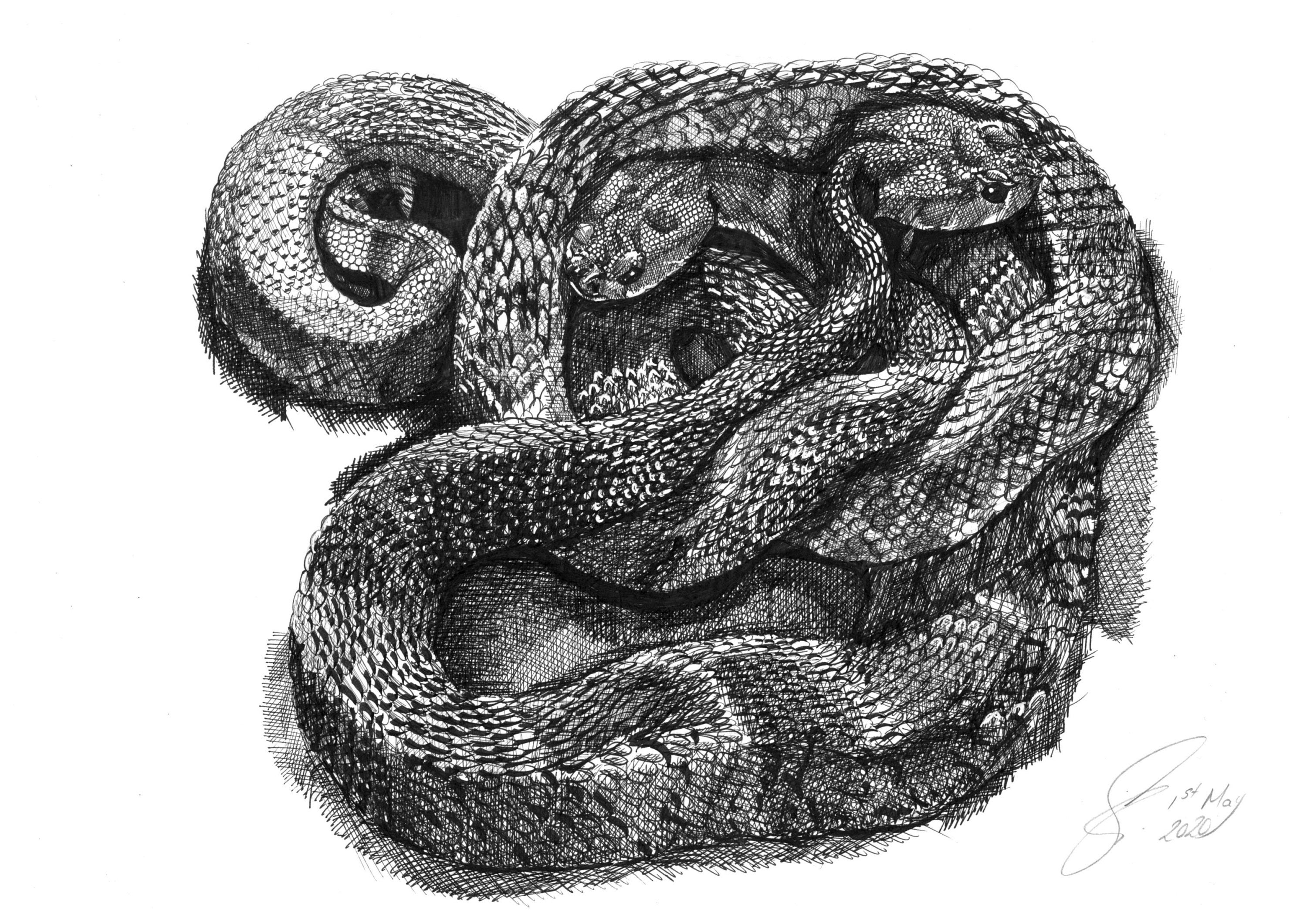 Snake Hug - Original Pen and Ink Artwork - Etsy Italia