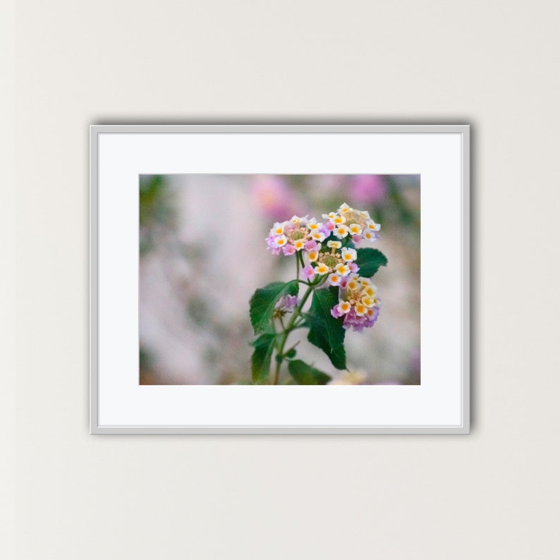 Printable Spring Flowers Color Photograph, Digital Download, Wall Decor ...
