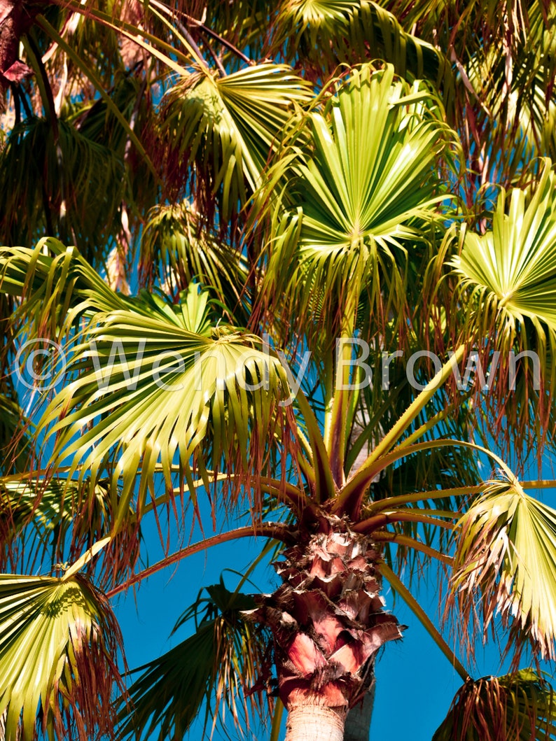Printable Palm Tree Color Photograph, Digital Download, Wall Decor ...