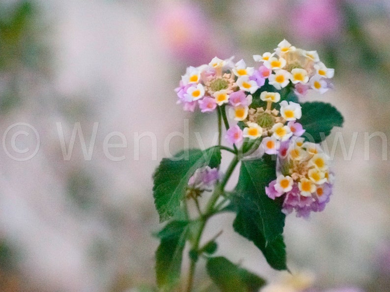 Printable Spring Flowers Color Photograph, Digital Download, Wall Decor ...