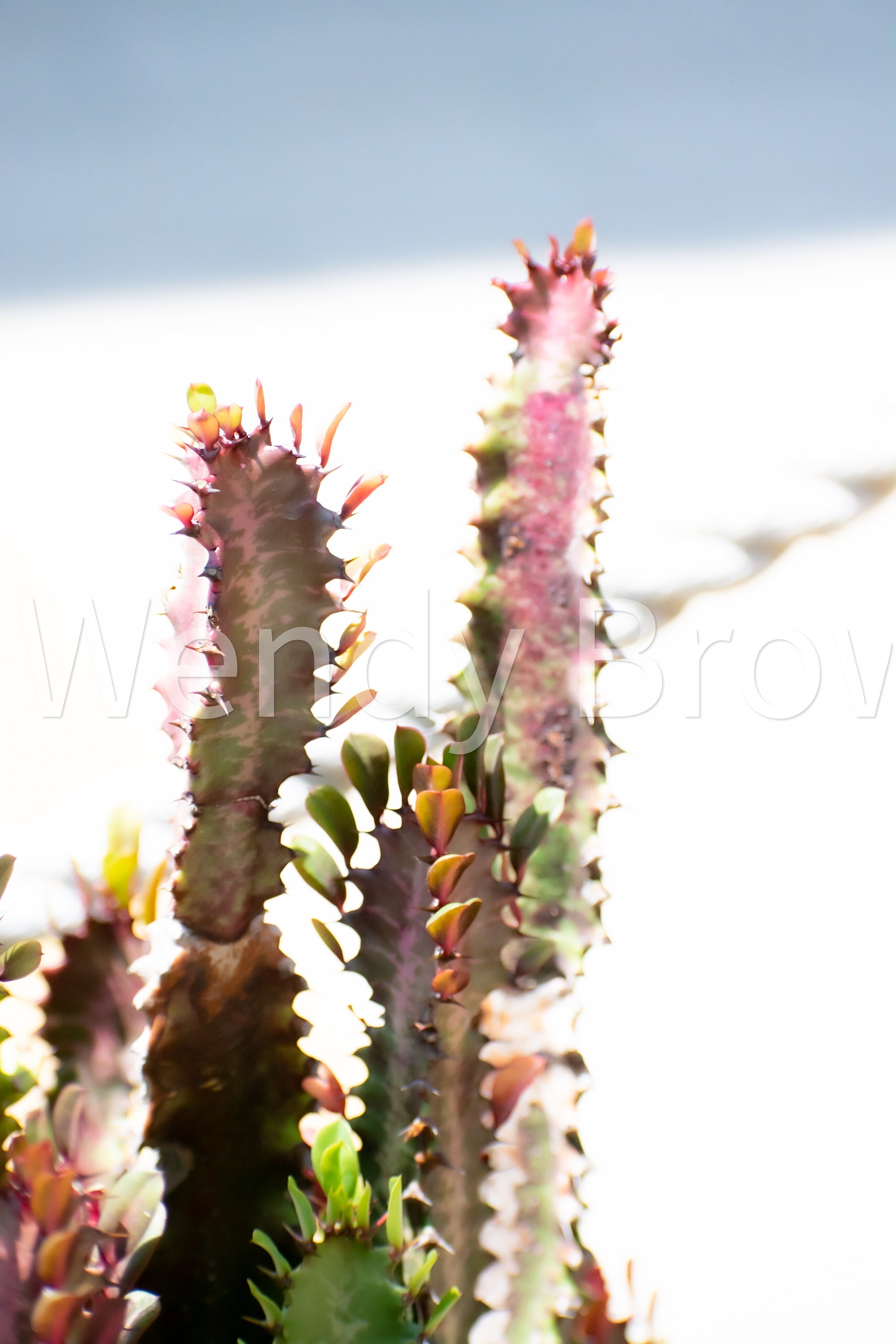 Printable Cactus Color Photograph Digital Download Wall - Etsy
