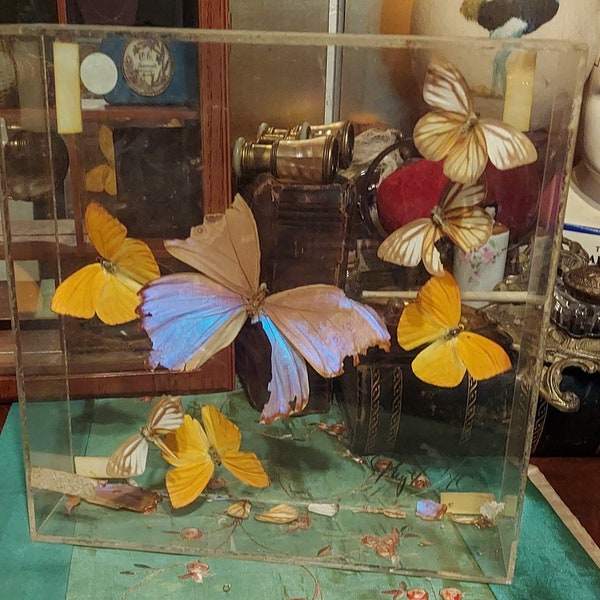 Butterfly Display - Etsy
