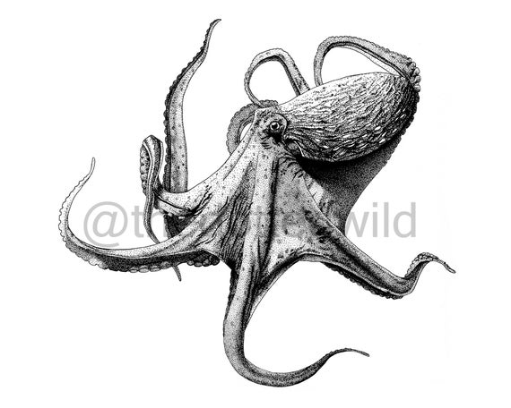 Octopus Printable Download Two Sizes | Etsy