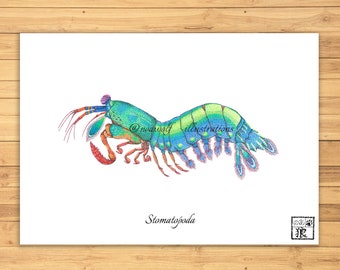 Shrimp Digital File PNG Files PNG Seafood Digital Files - Etsy
