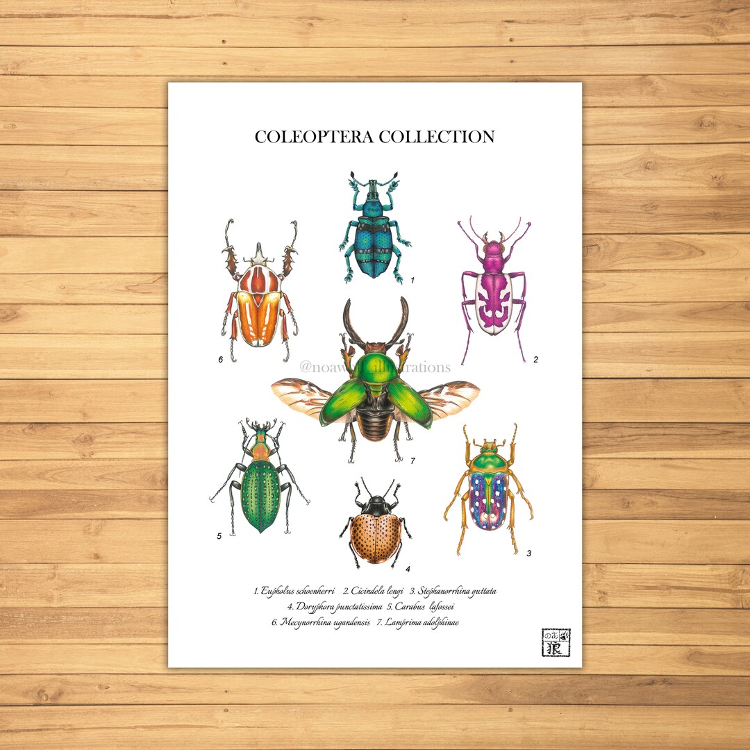 Beetle Poster: Coleoptera Poster - Etsy