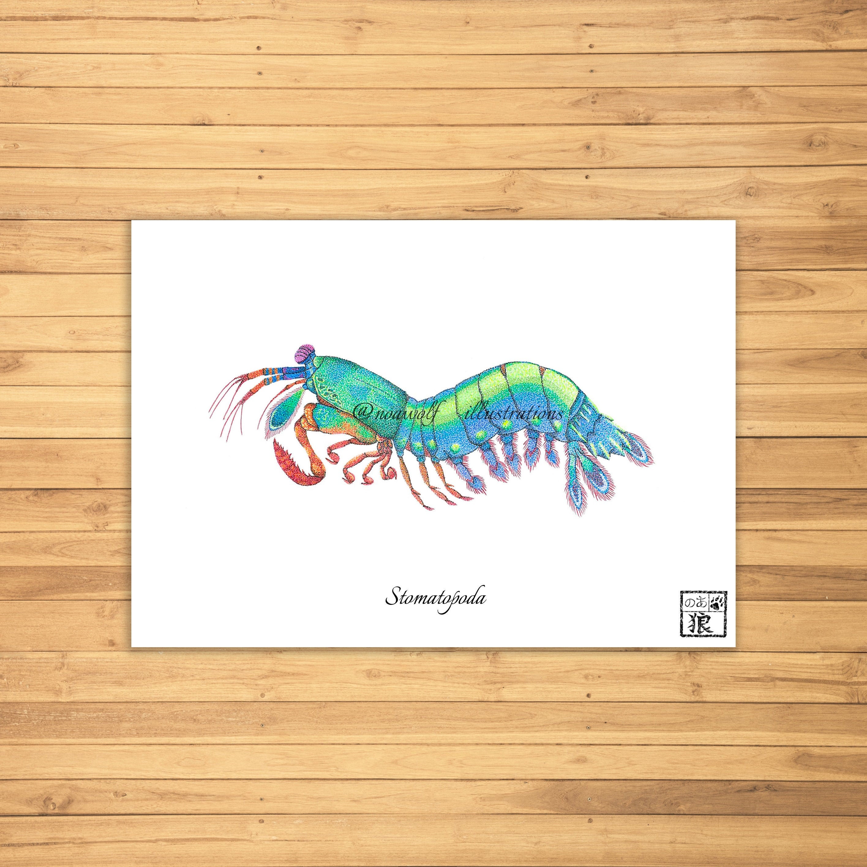 Mantis Shrimp Print - Etsy