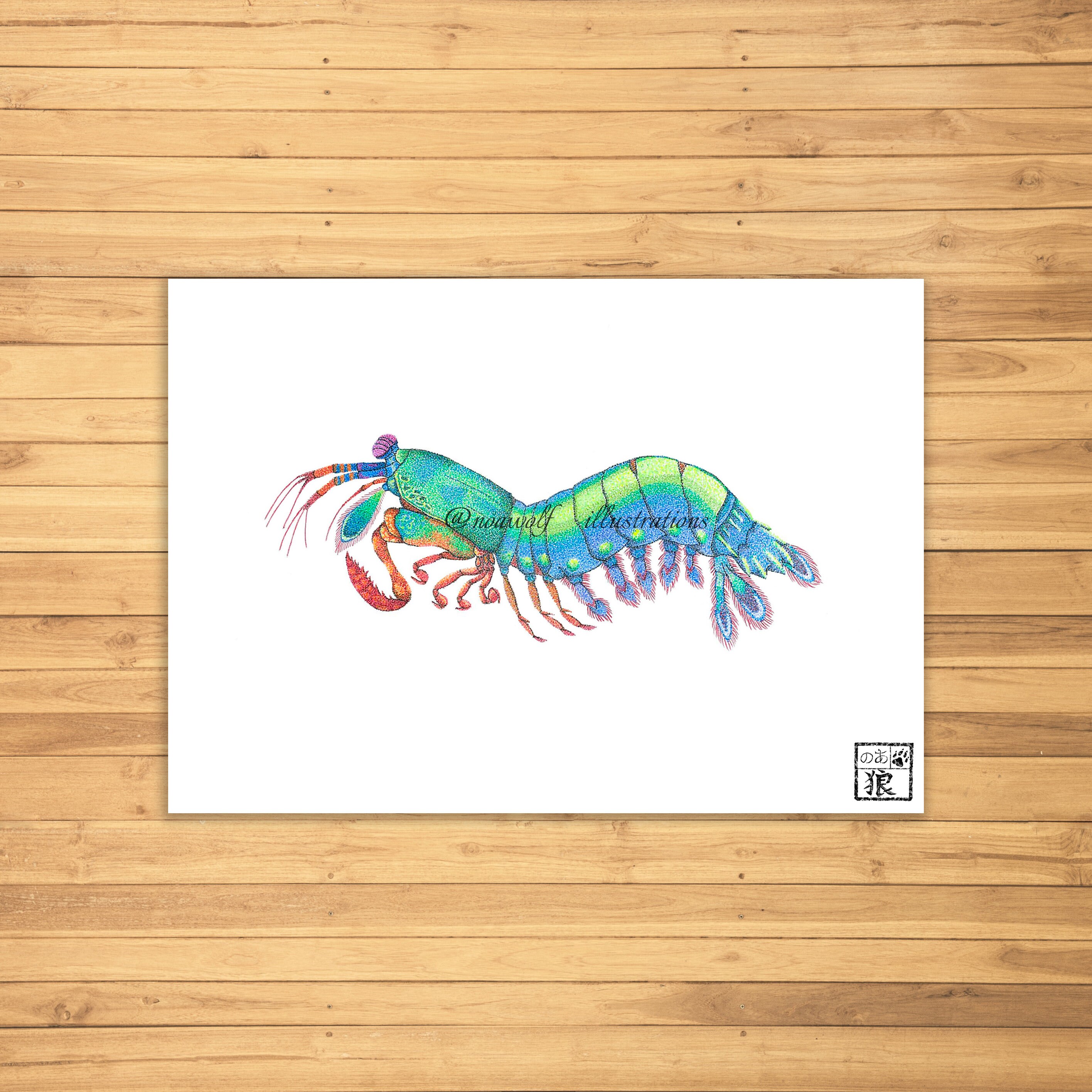 Mantis Shrimp Print - Etsy