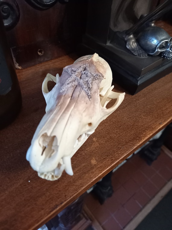 Unique Oddity Curiosity Goth Gothic Witchy Witch Witchcraft | Etsy