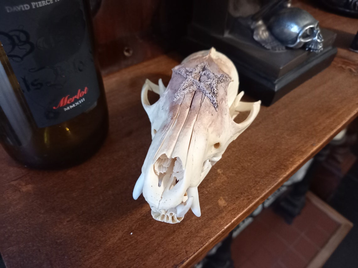 Unique Oddity Curiosity Goth Gothic Witchy Witch Witchcraft Occult ...